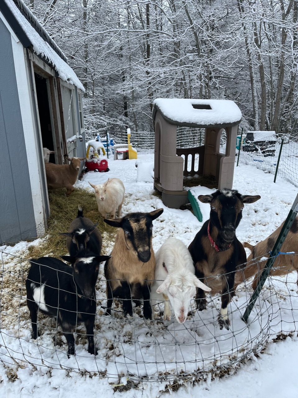 Goat petting - Bud and Breakfast